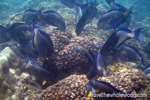 Traveling in Berbera