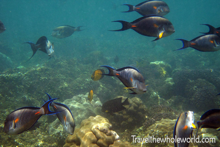 Traveling in Berbera