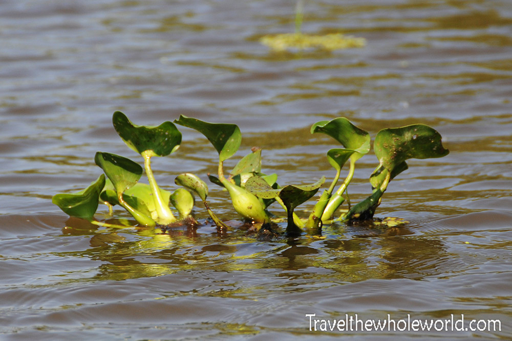 Visiting the Atchafalaya Swamp