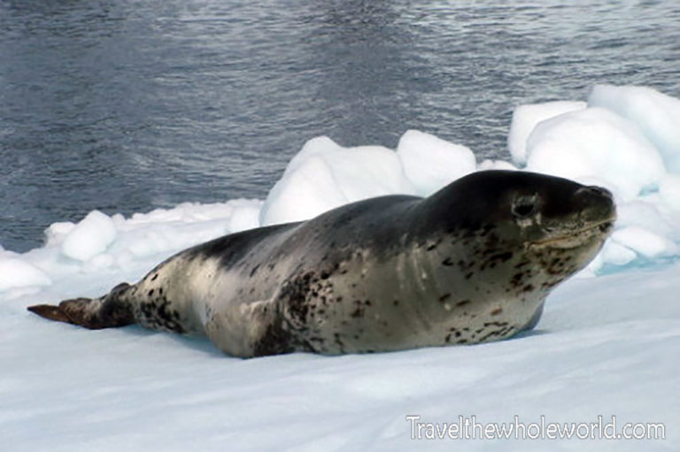 Antarctic Seals