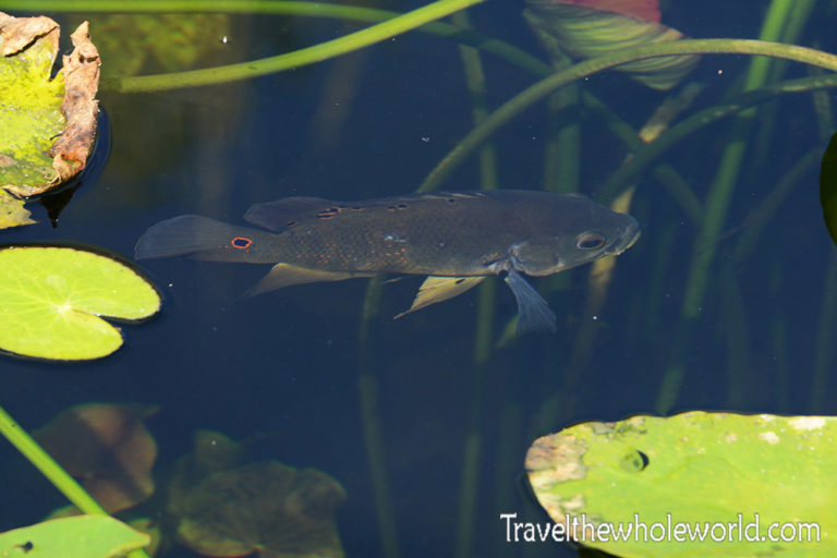 Visiting the Everglades